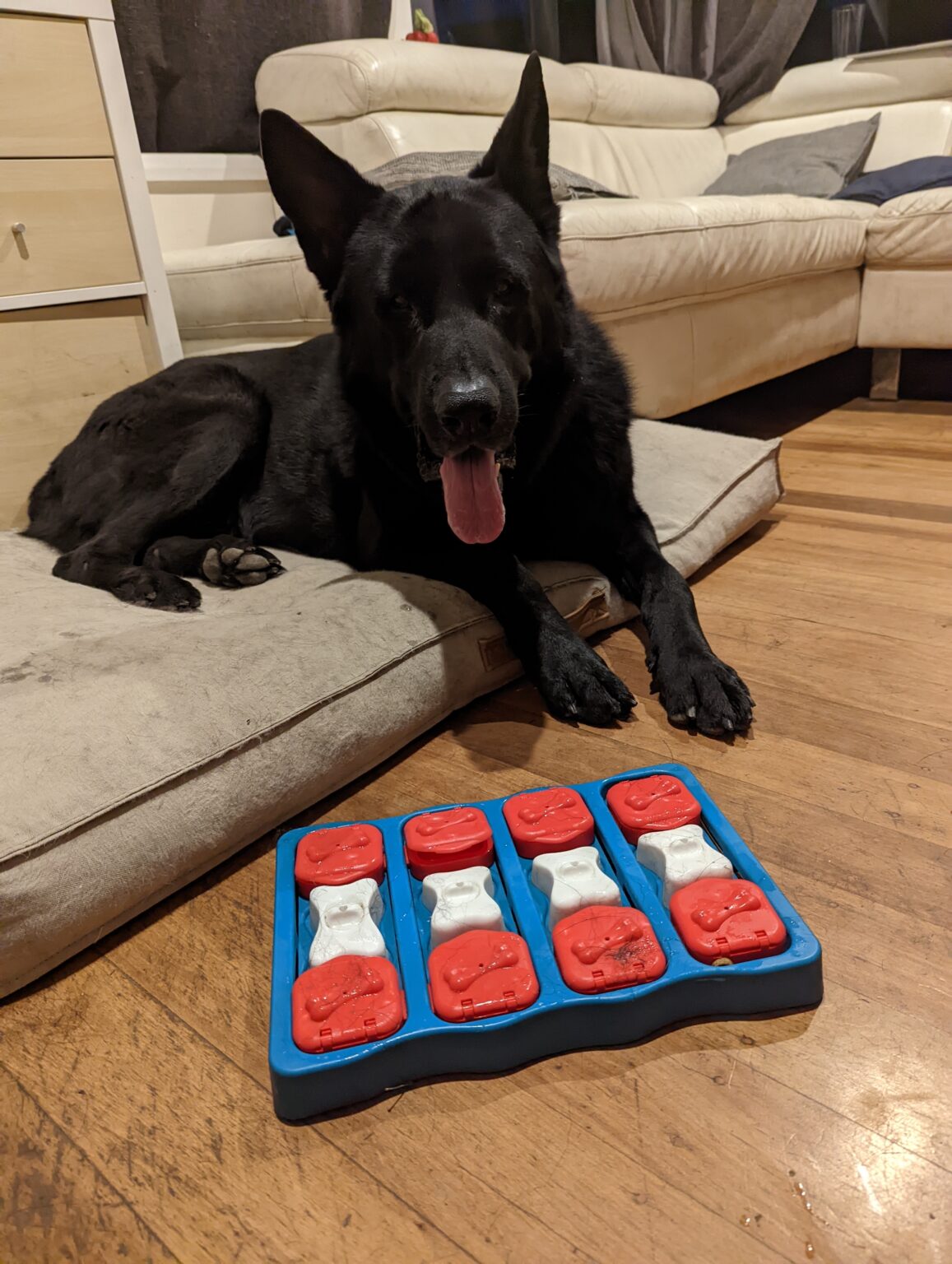 10 Best Dog Puzzle Toys I've Actually Tested In Australia